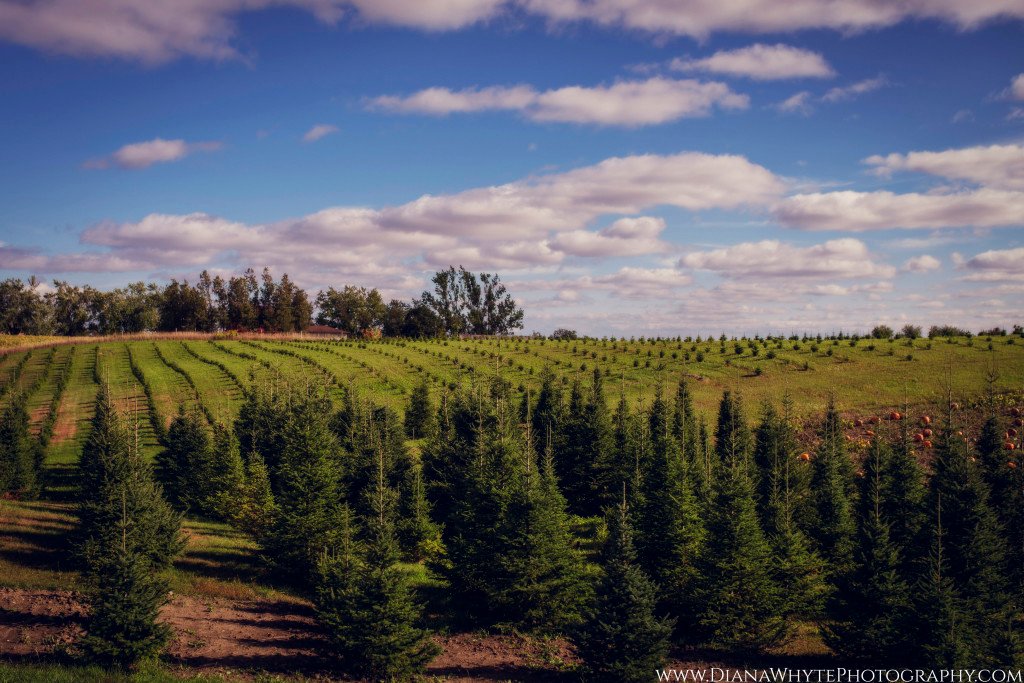 Christmas Trees Near Toronto | Albion Orchards