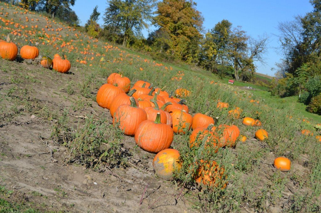 Pumpkin Patch – Pick Pumpkins Near Toronto | Albion Orchards