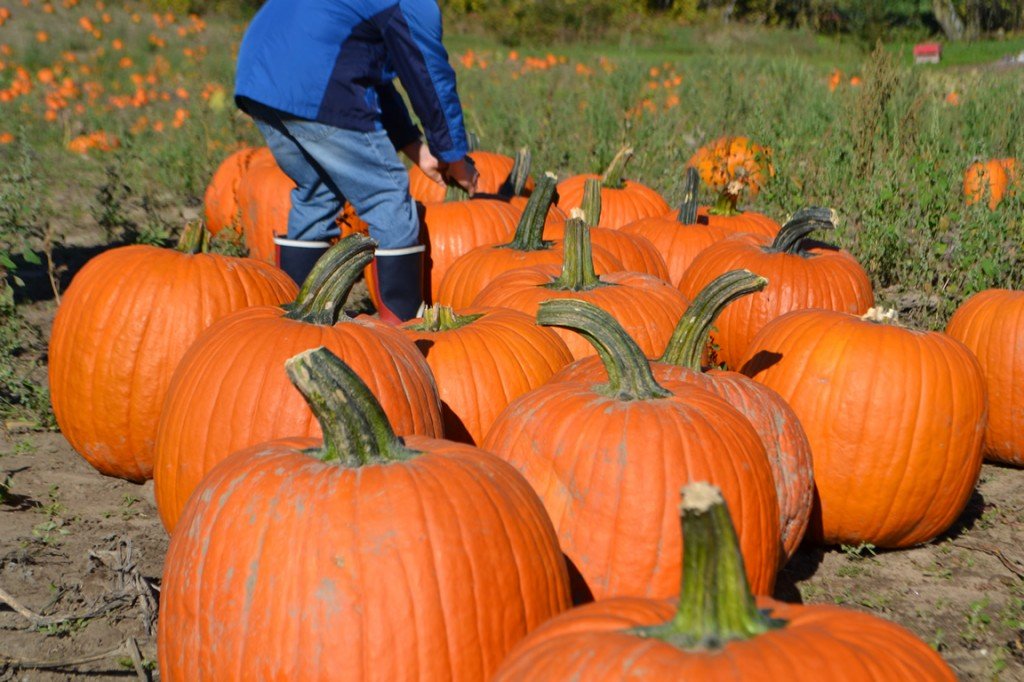 Pumpkin Patch – Pick Pumpkins Near Toronto | Albion Orchards