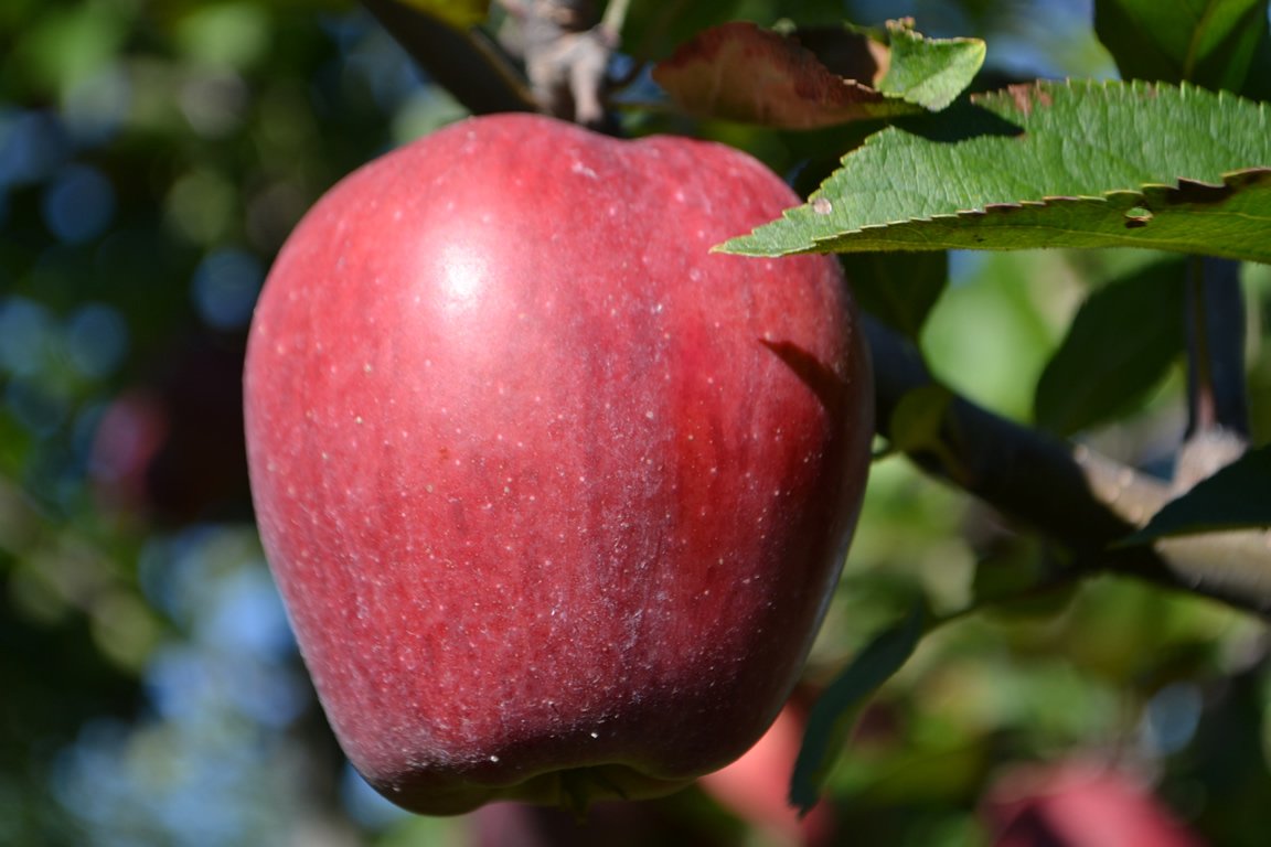 Apple Picking | Pick Your Own Apples | Albion Orchards
