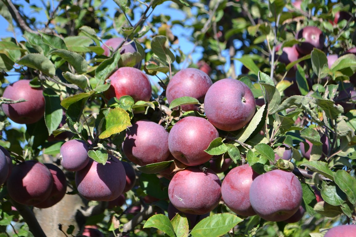 Apple Picking | Pick Your Own Apples | Albion Orchards