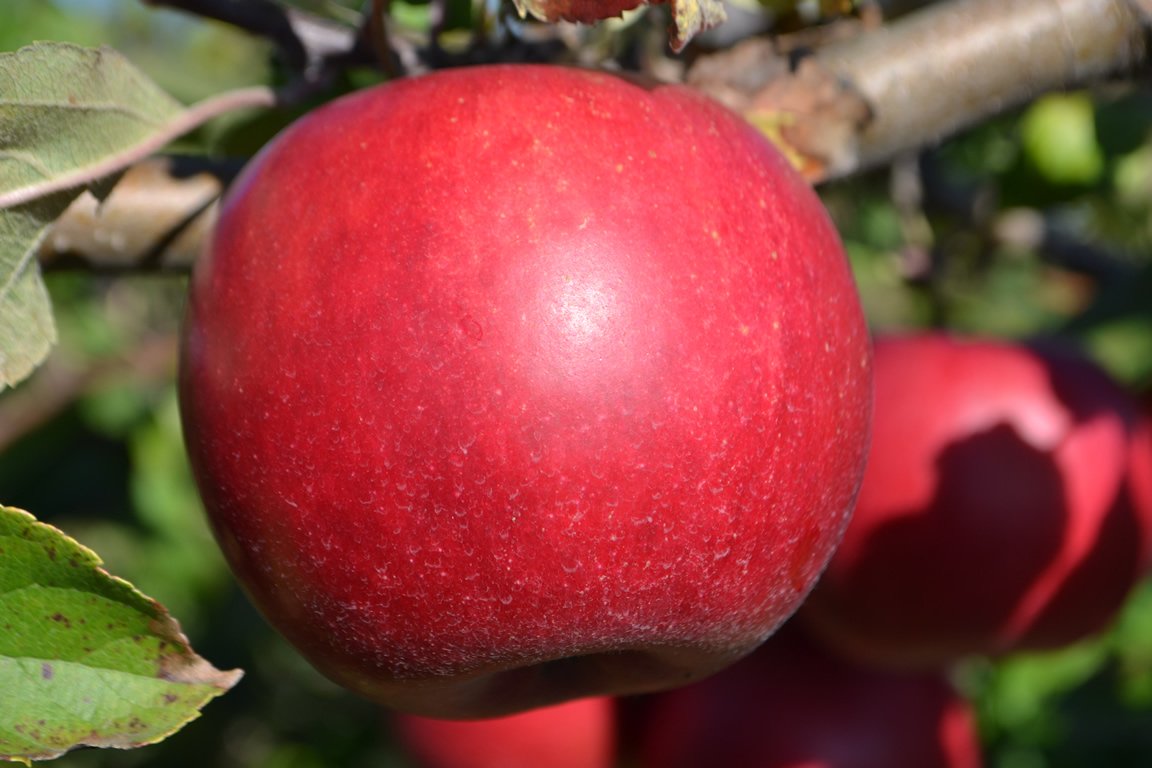 Apple Picking | Pick Your Own Apples | Albion Orchards