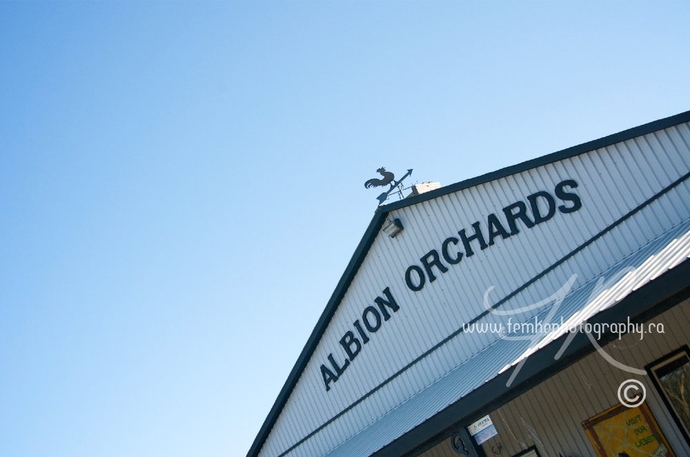 Apple Picking | Pick Your Own Apples | Albion Orchards