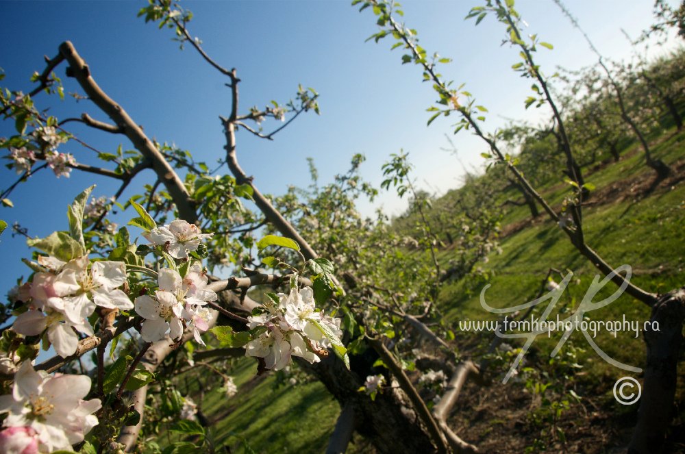 Apple Picking | Pick Your Own Apples | Albion Orchards