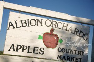 Apple Picking | Pick Your Own Apples | Albion Orchards