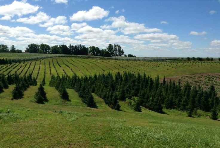 Apple Picking Toronto | Pumpkin Patch | Albion Orchards