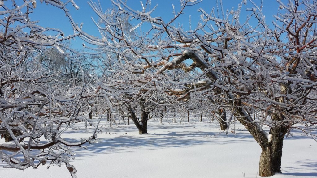 Apple Picking Toronto | Pumpkin Patch | Albion Orchards