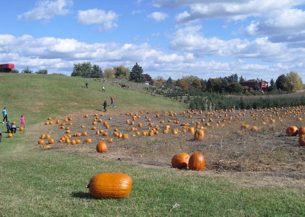 Pumpkin Patch – Pick Pumpkins Near Toronto | Albion Orchards