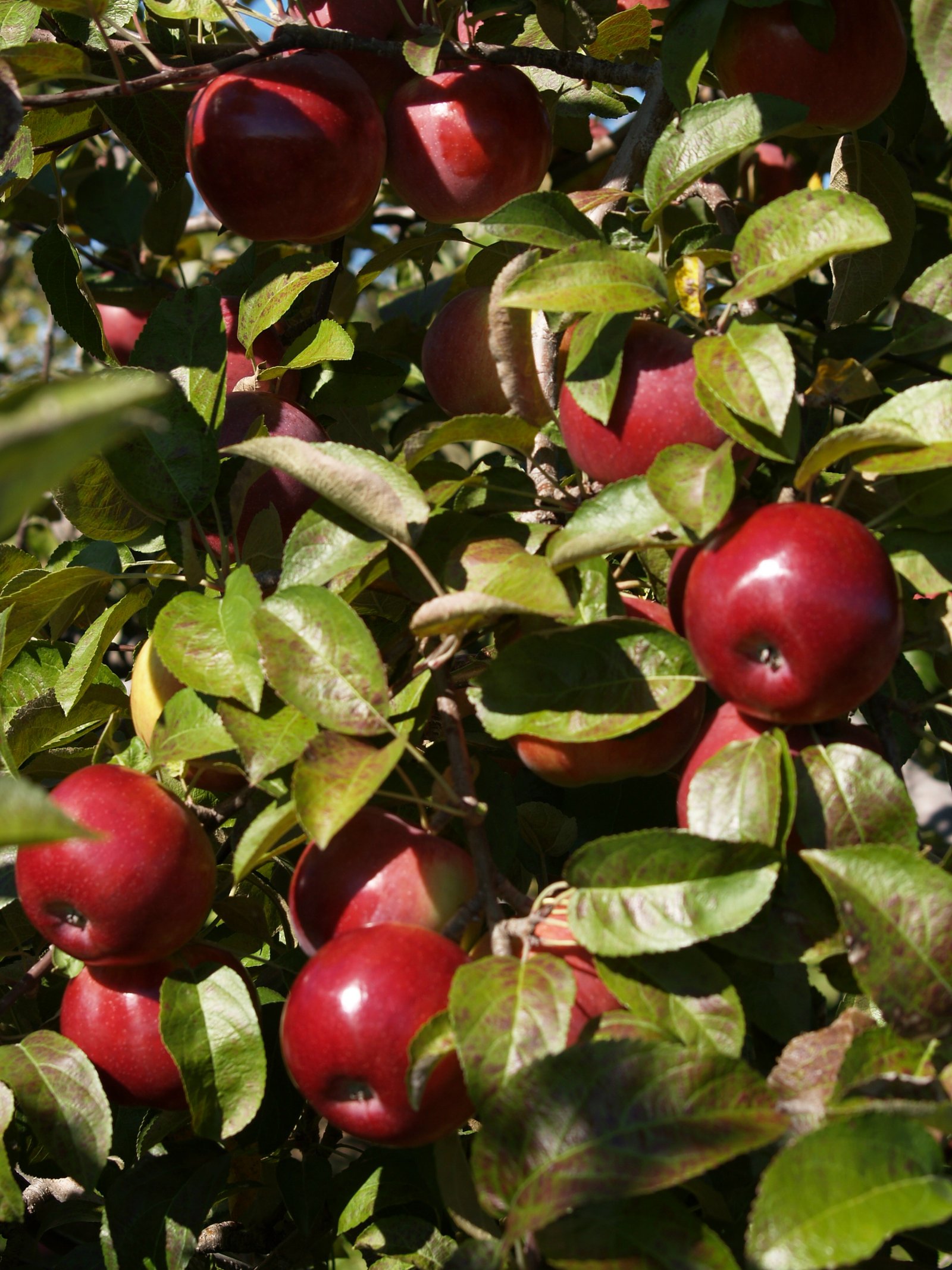 Blog | Apple Crop Reports | Albion Orchards