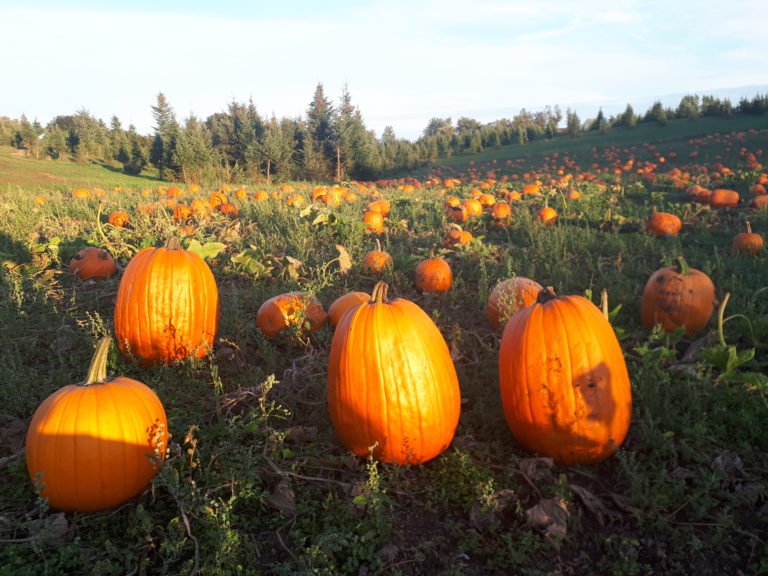 Pumpkin Patch – Pick Pumpkins Near Toronto | Albion Orchards
