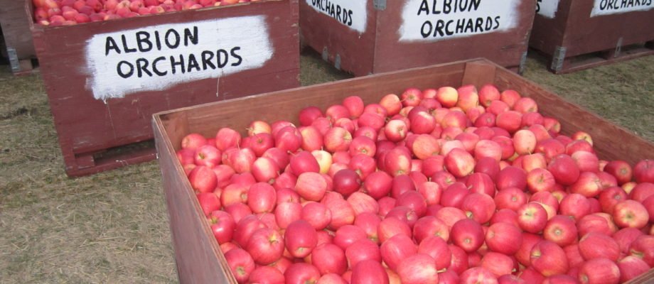 Apple Picking Toronto | Pumpkin Patch | Albion Orchards