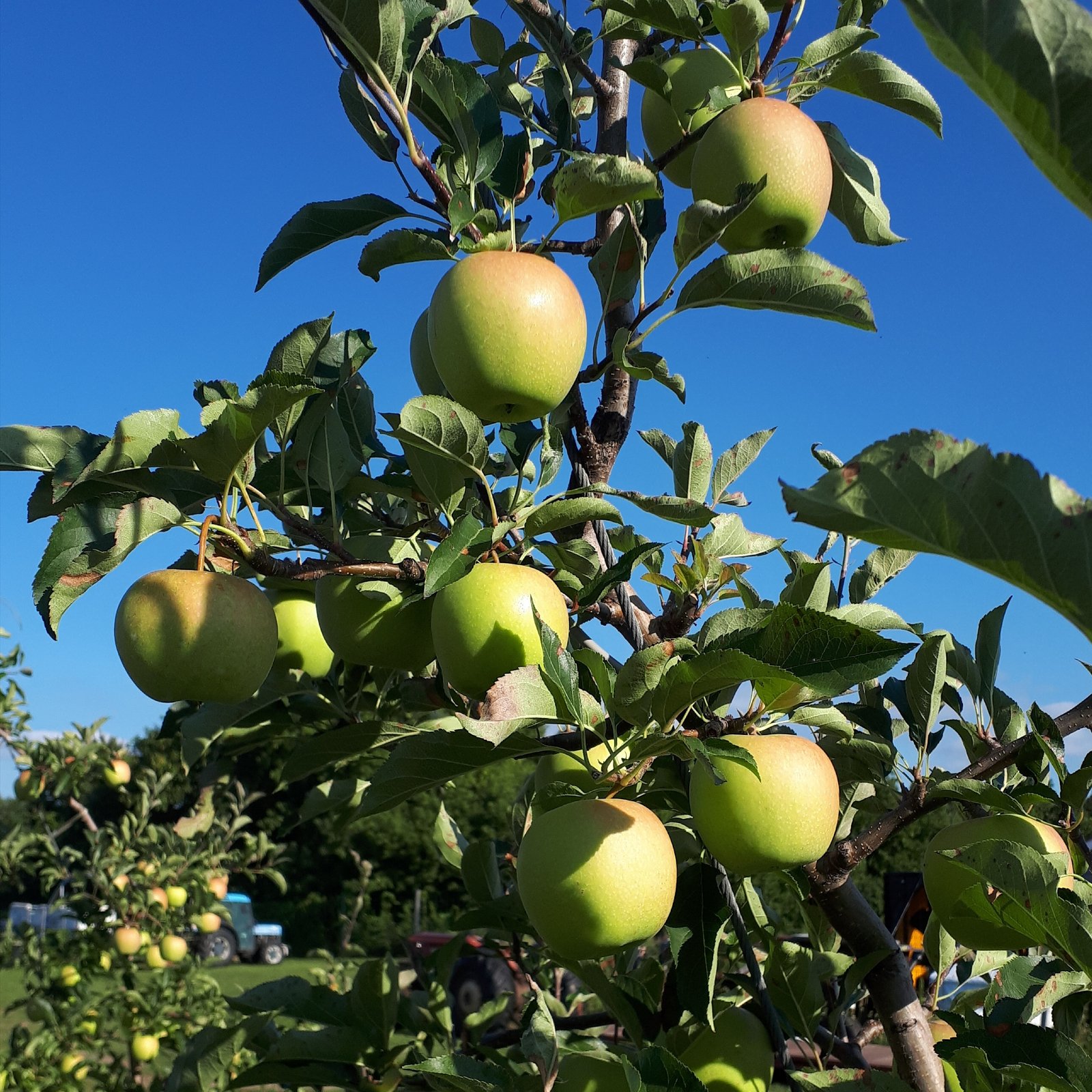 Apple Picking Toronto | Pumpkin Patch | Albion Orchards