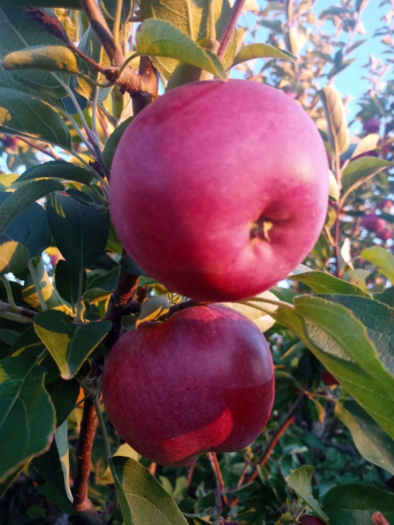 Apple Picking Toronto | Pumpkin Patch | Albion Orchards
