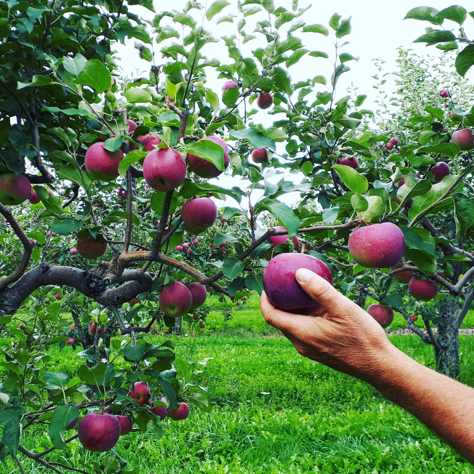 Apple Picking Toronto | Pumpkin Patch | Albion Orchards