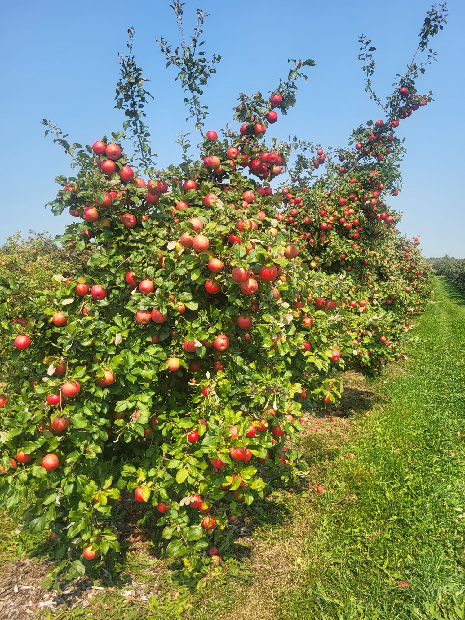 Apple Picking Toronto | Pumpkin Patch | Albion Orchards