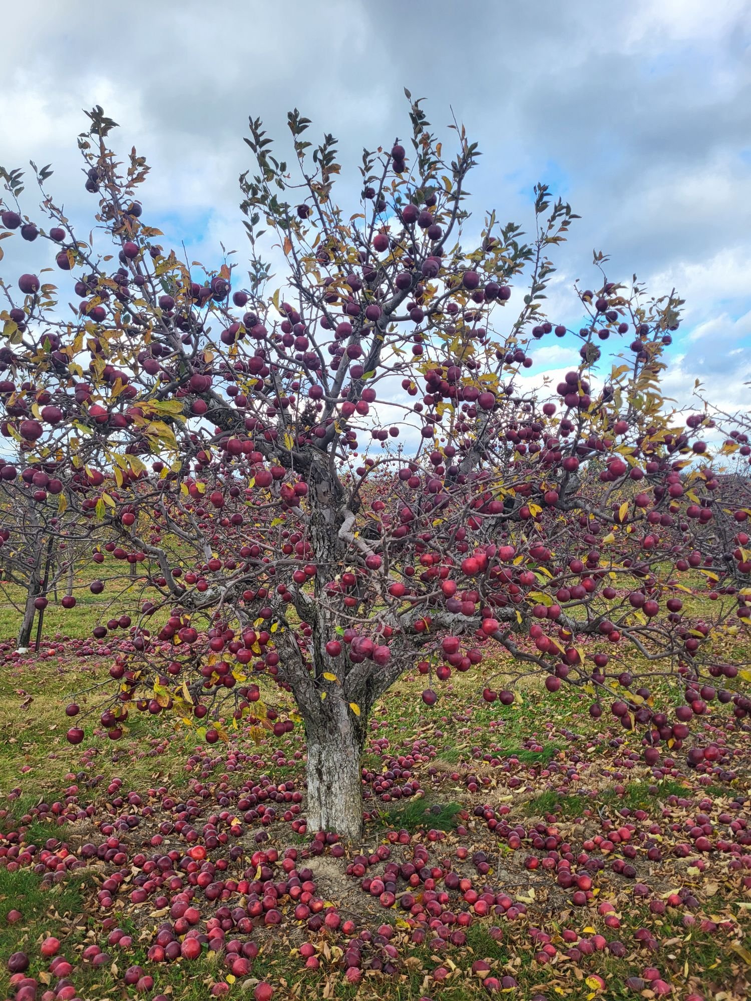 Apple picking still available
