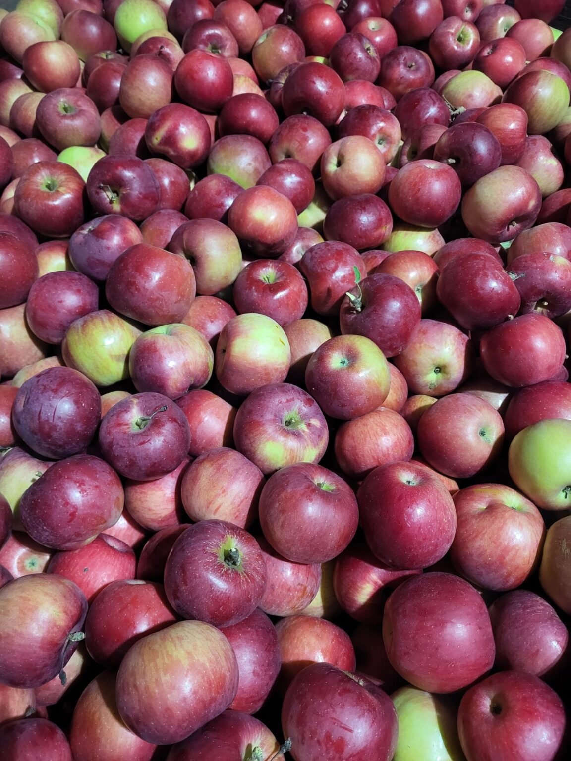 Apple Picking Toronto | Pumpkin Patch | Albion Orchards