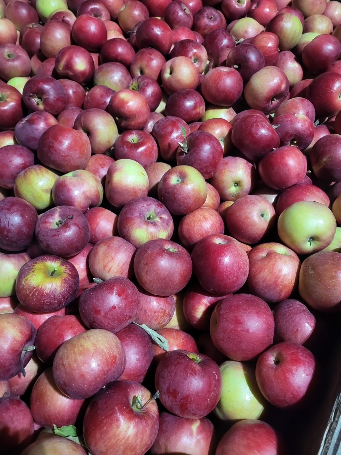 Apple Picking Toronto | Pumpkin Patch | Albion Orchards