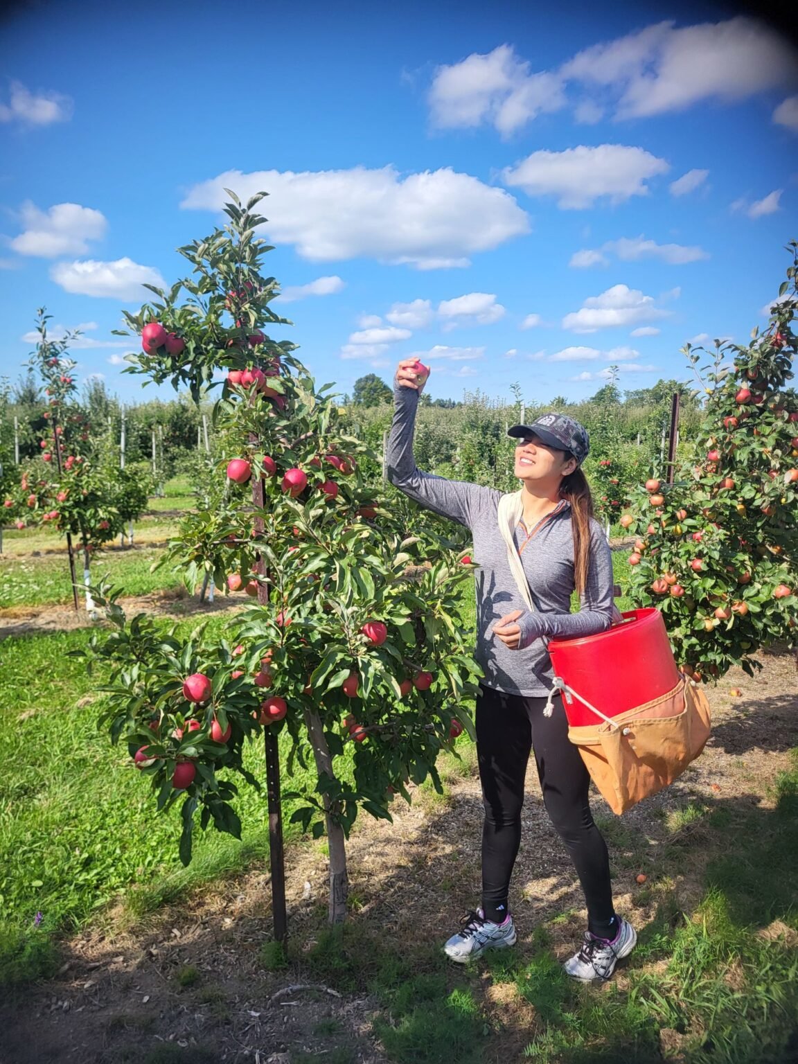 Apple Picking Toronto | Pumpkin Patch | Albion Orchards