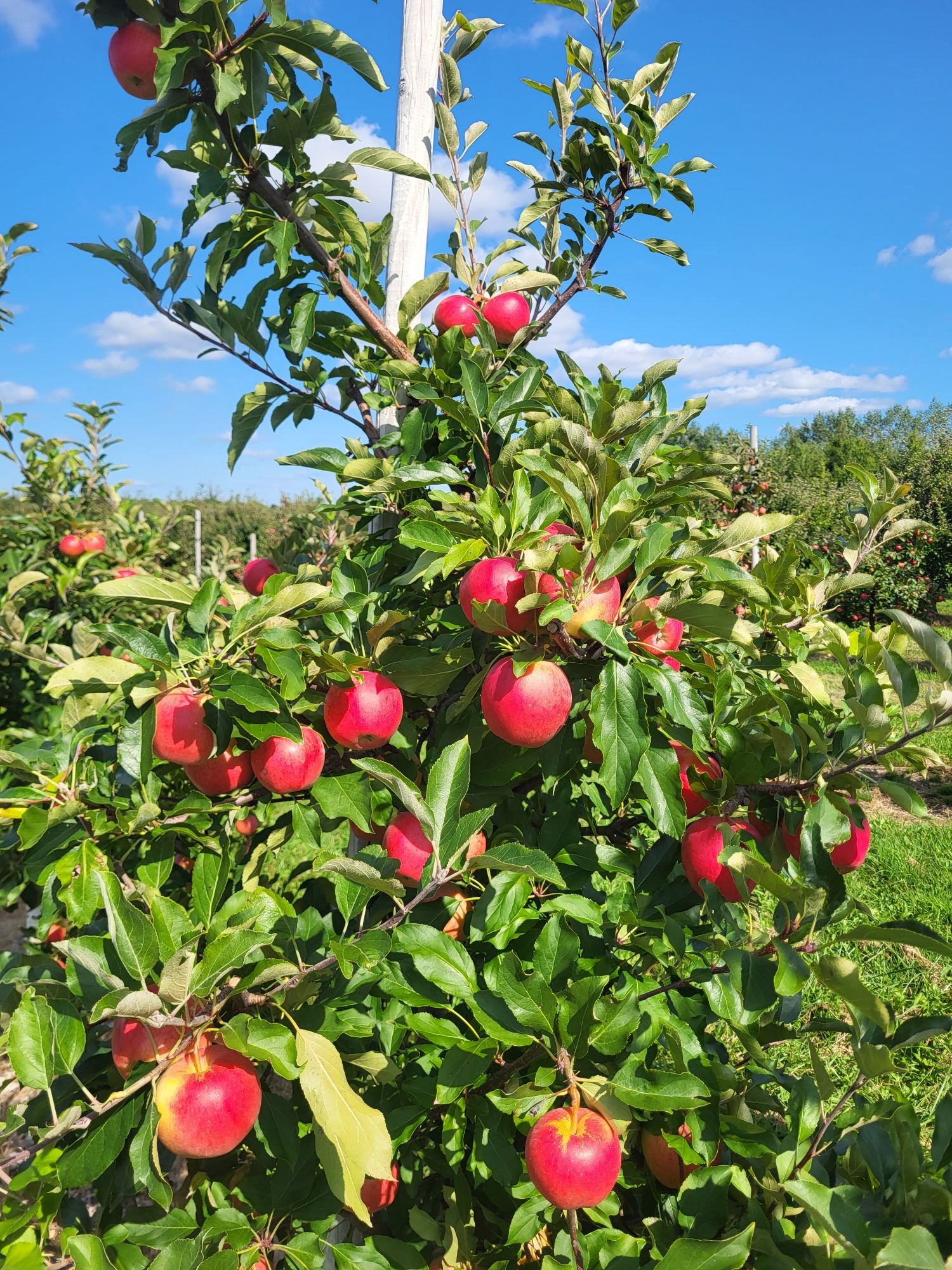 Apple Picking Toronto | Pumpkin Patch | Albion Orchards