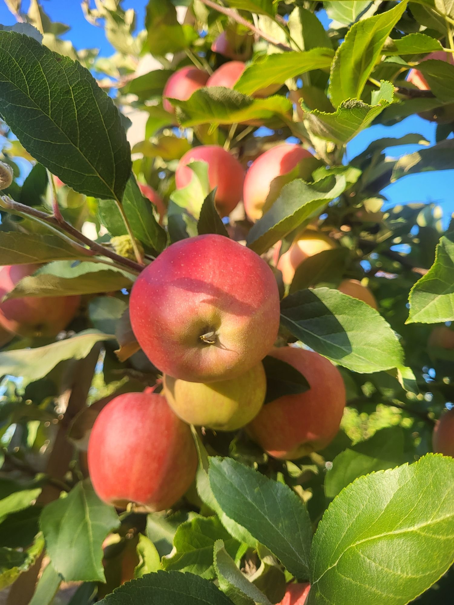Thanksgiving Apple Picking update: