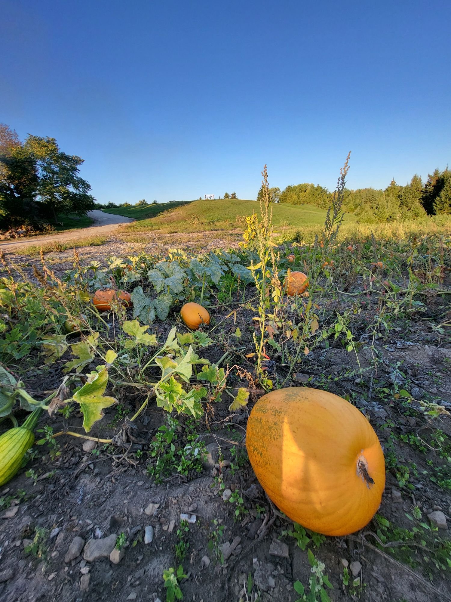 Apple Picking Toronto | Pumpkin Patch | Albion Orchards
