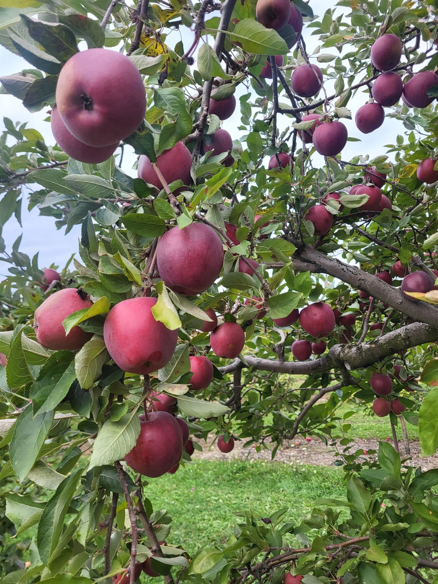 Apple Picking Toronto | Pumpkin Patch | Albion Orchards