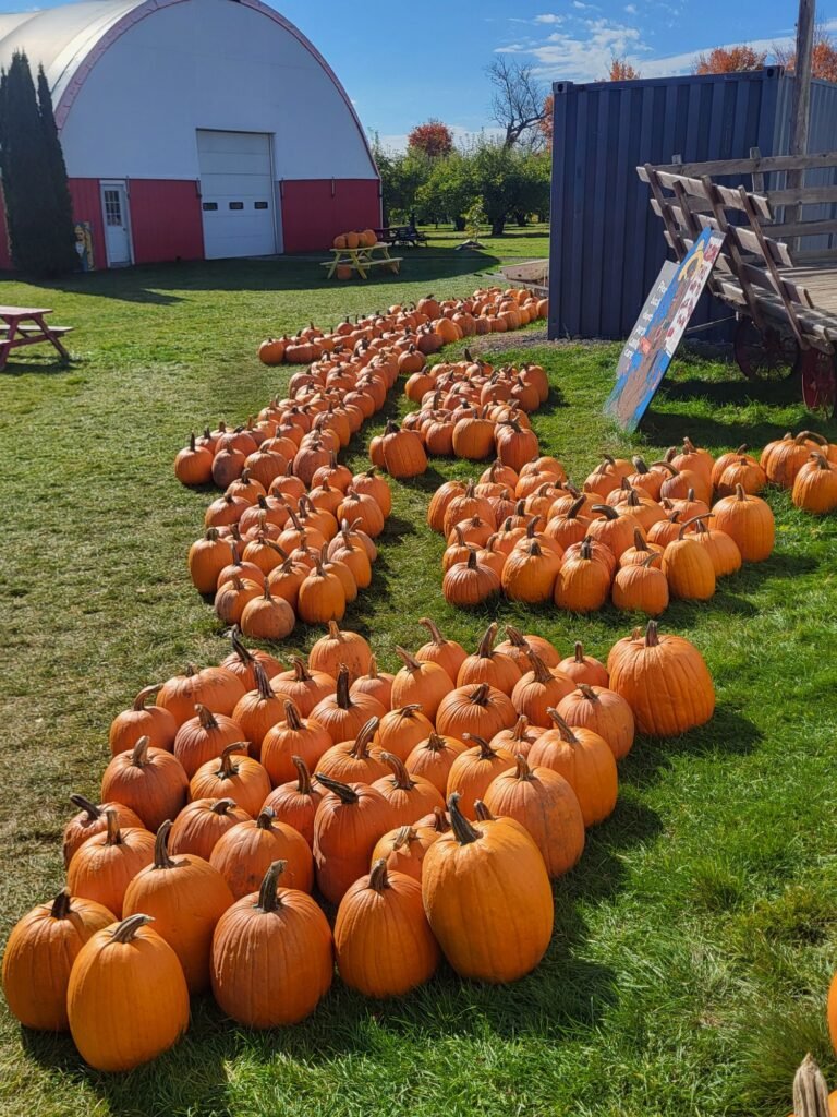 Pumpkin Picking special offer on now