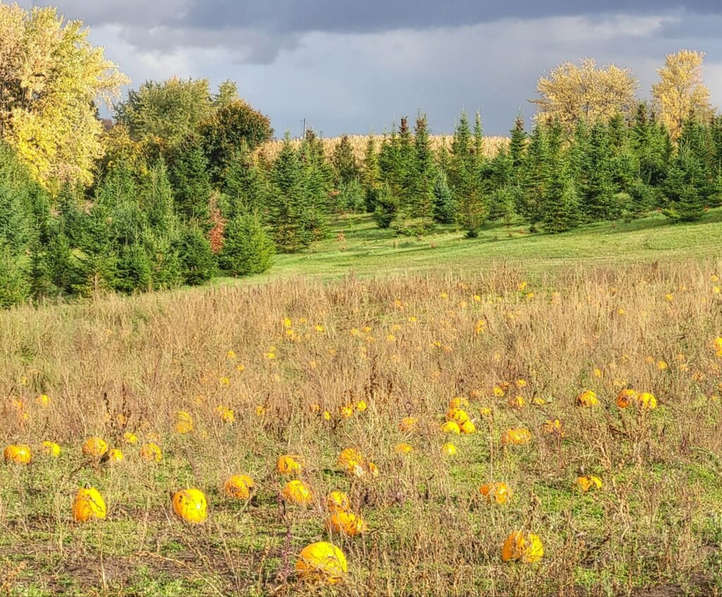 Apple Picking Toronto | Pumpkin Patch | Albion Orchards