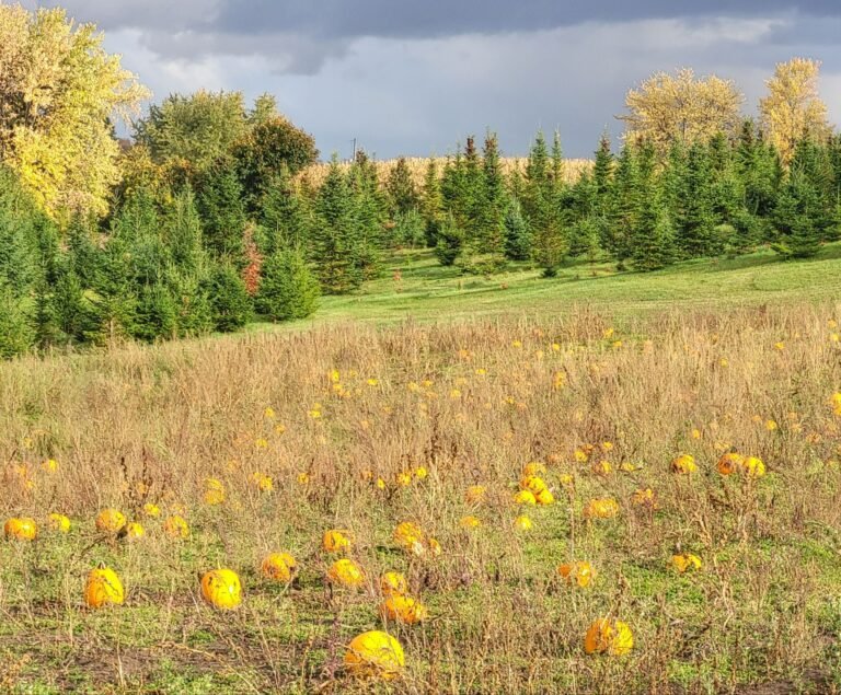 Apple Picking Toronto | Pumpkin Patch | Albion Orchards