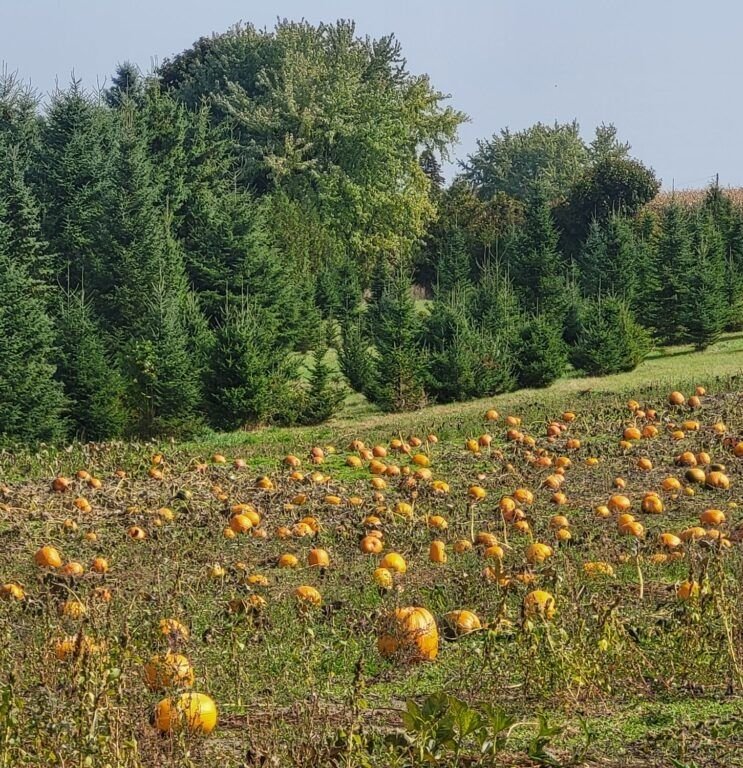 Apple Picking Toronto | Pumpkin Patch | Albion Orchards