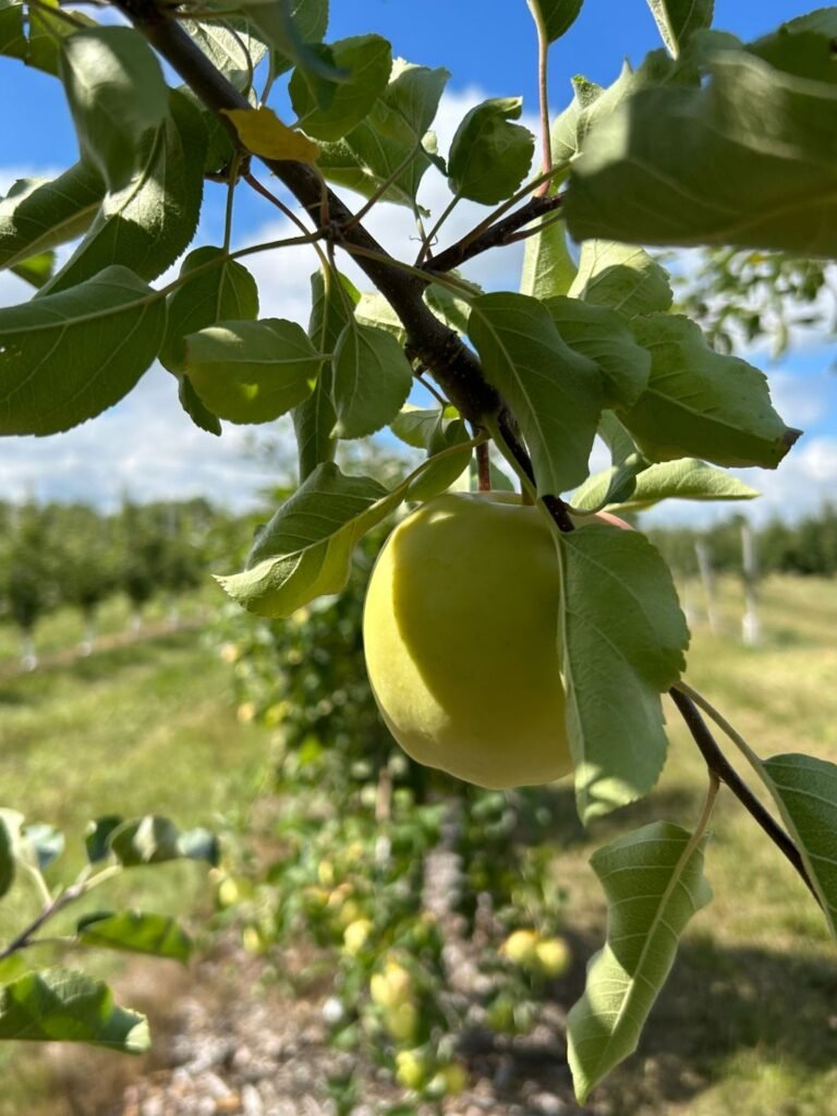 Apple Picking Toronto | Pumpkin Patch | Albion Orchards