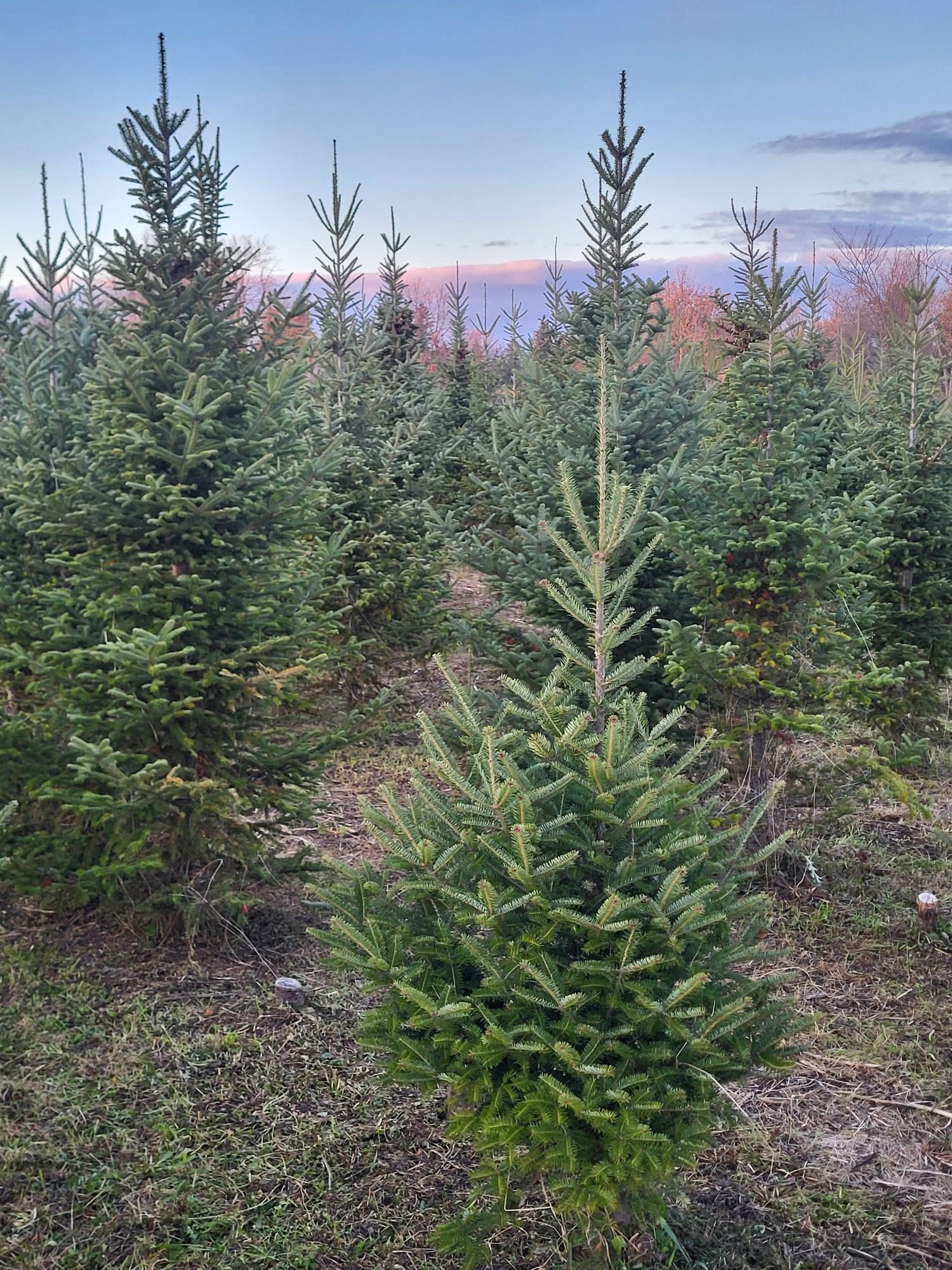Apple Picking Toronto | Pumpkin Patch | Albion Orchards