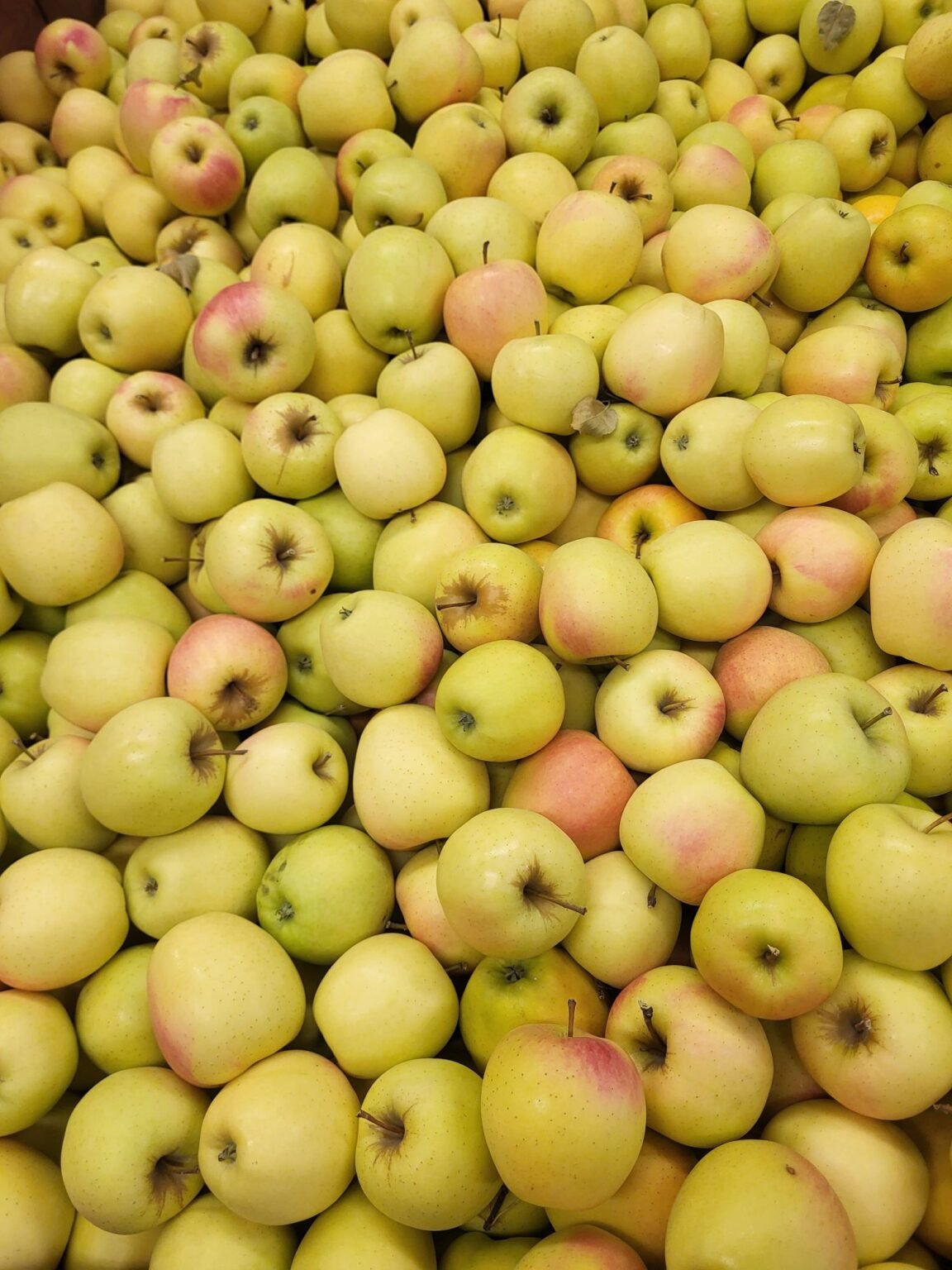 Apple Picking Toronto | Pumpkin Patch | Albion Orchards