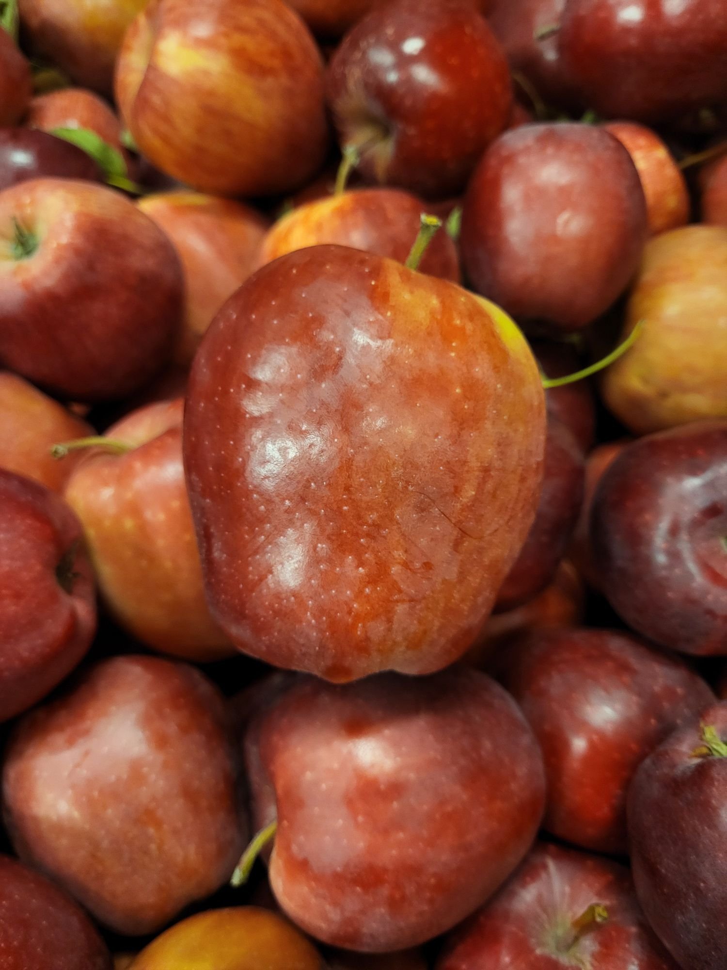 Apple Picking Toronto | Pumpkin Patch | Albion Orchards